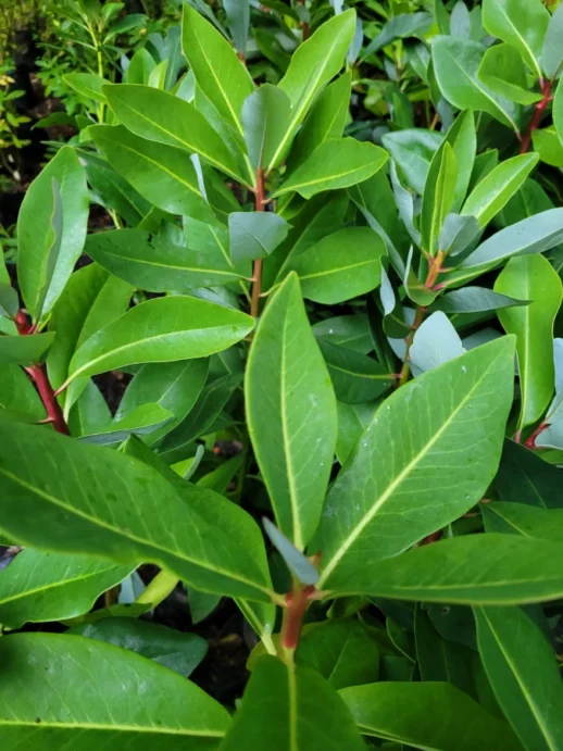 CANELO Drimys winteri - Vivero Pilmaiquen