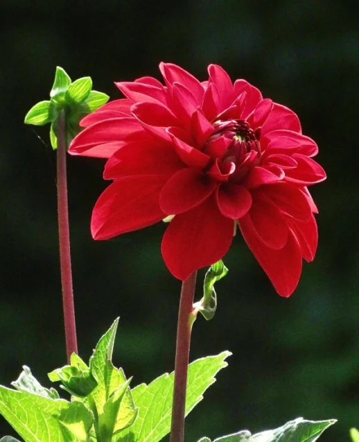 Dalia Roja Dahlia sp - Vivero Pilmaiquen