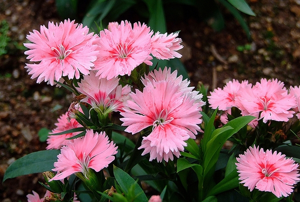 CLAVEL ENANO Dianthus chinensis - Vivero Pilmaiquen